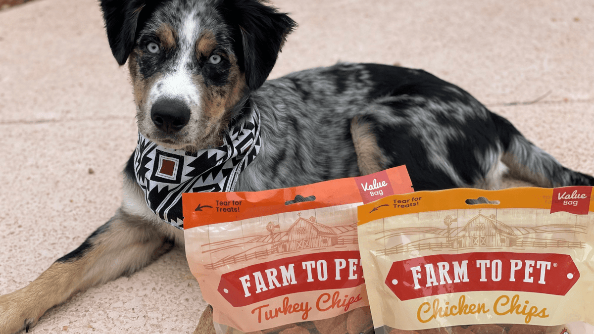 Fall Foods for Dogs! – Farm To Pet