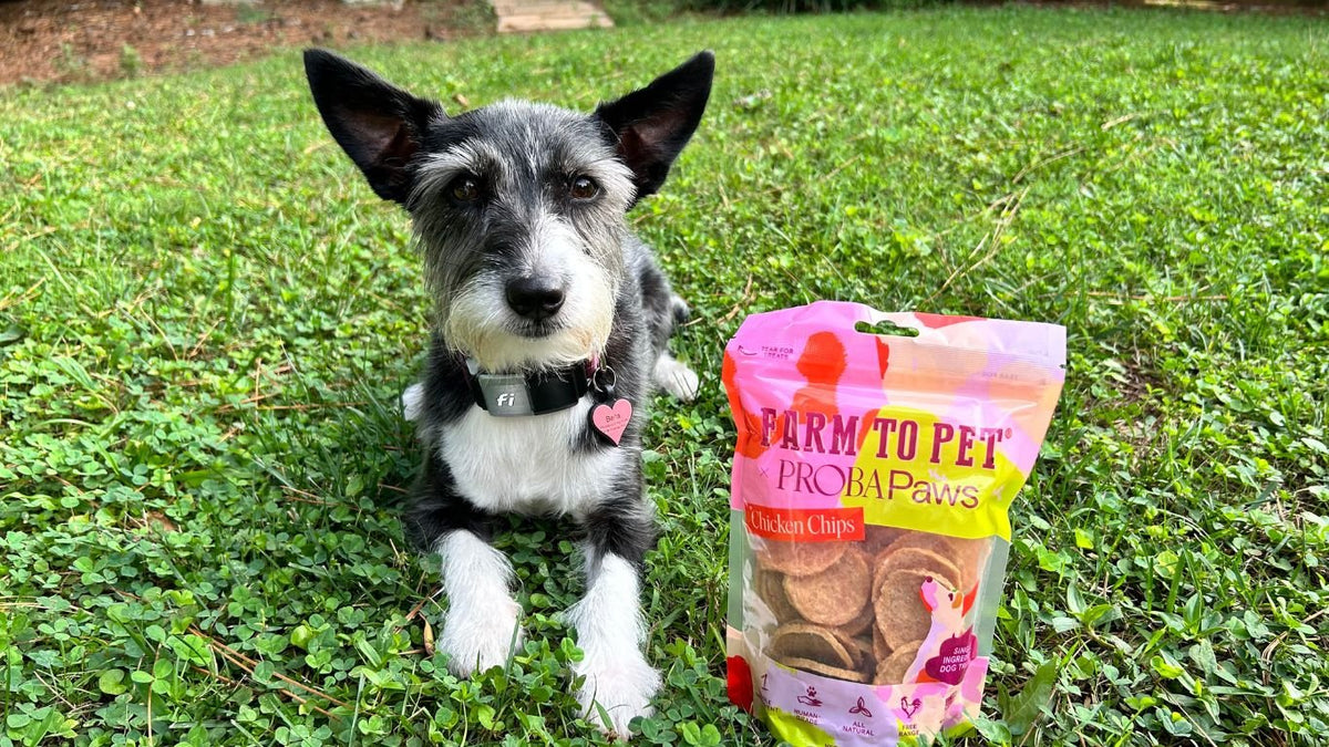 Helping Your Pet Adjust to Change – Farm To Pet