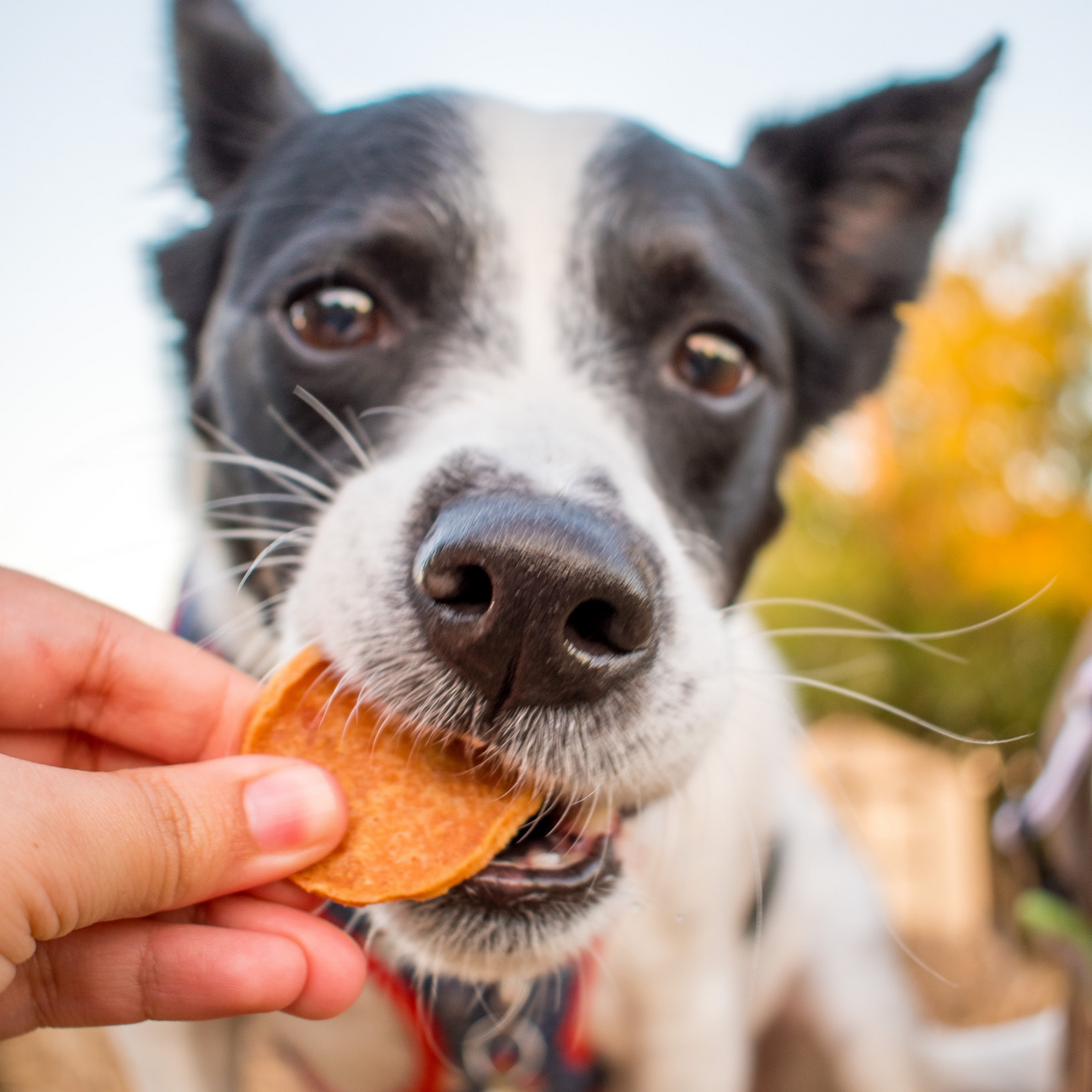 Chicken Chips for Dogs, Healthy Dog Treats – Farm To Pet