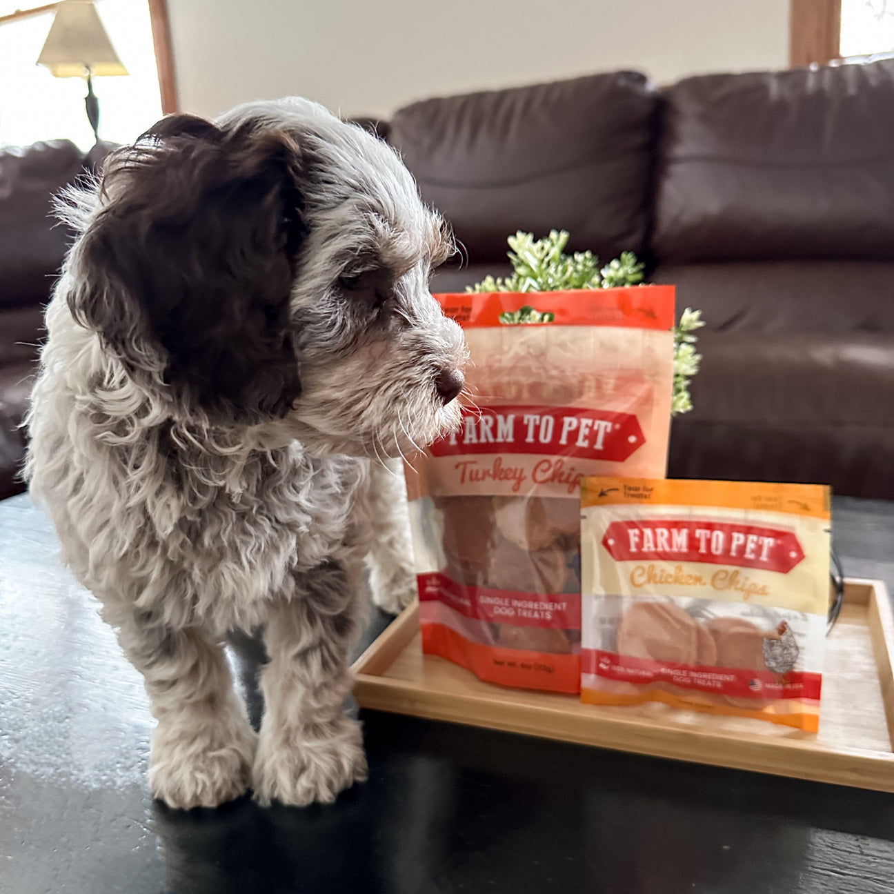 Treats For Puppies and New Puppy Owners - Farm to Pet – Farm To Pet