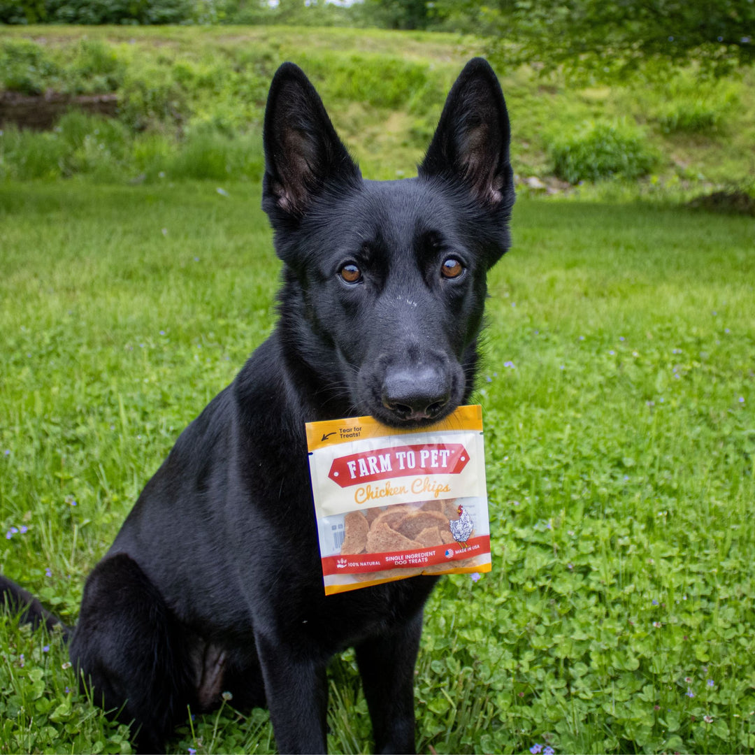 Chicken Chips Snack Pack Bundles | Dog Party Favors & Training Treats ...